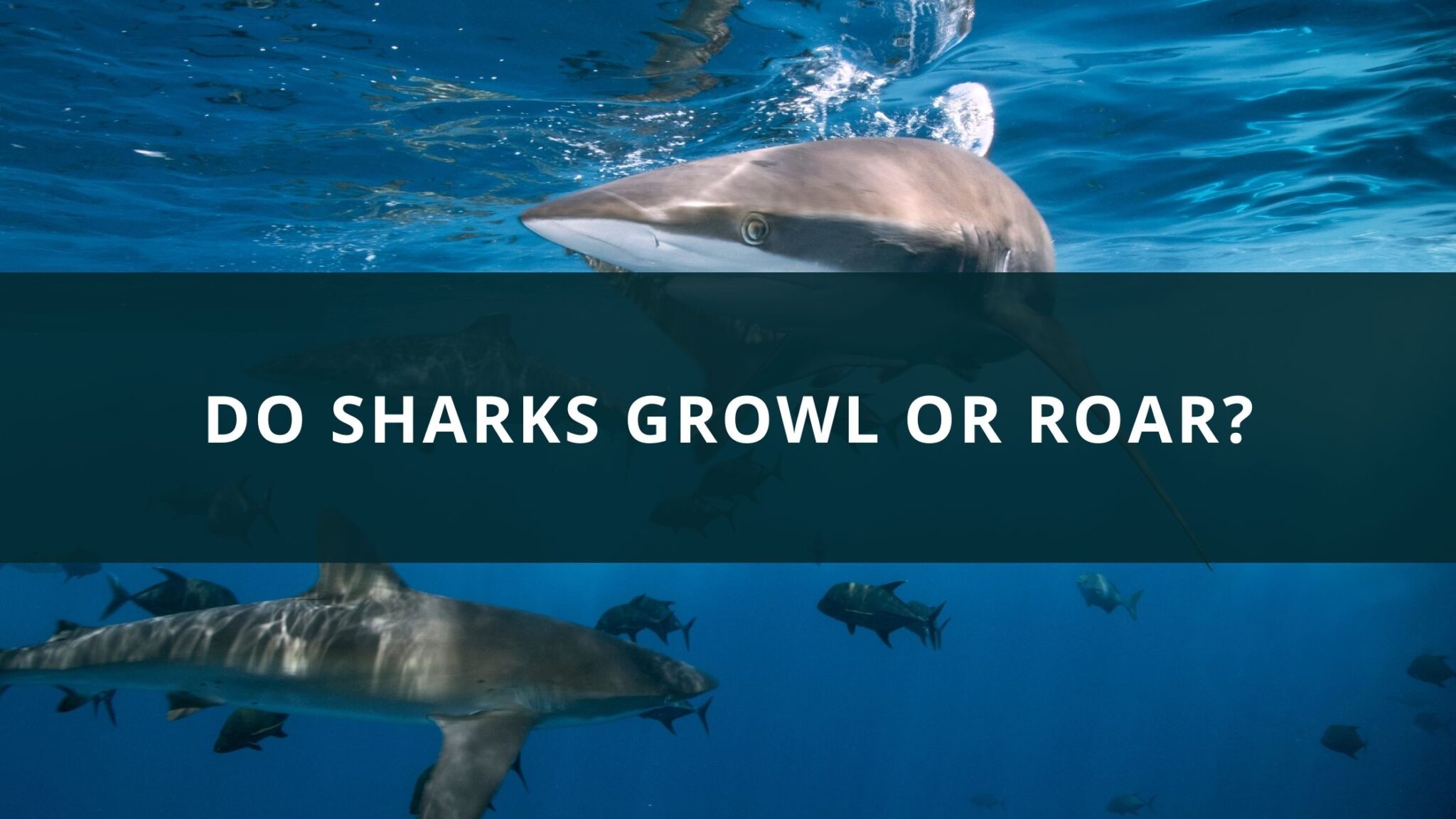 Do sharks growl or roar?